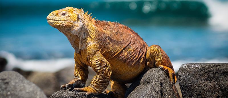 טיול לאקוודור ואיי גלפגוס - אל טבע פראי | החברה הגיאוגרפית